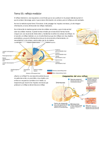 tema-55-reflejo-medular.pdf