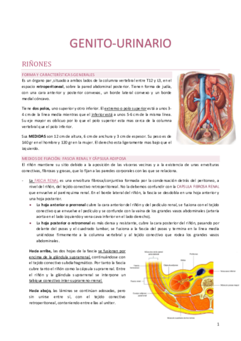 aparato-genito-urinario.pdf