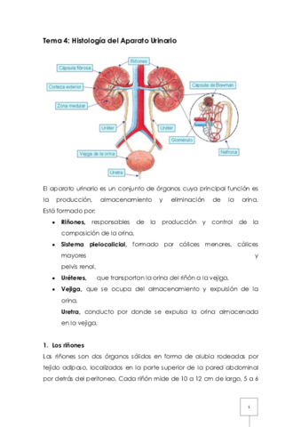 Tema 4 - Histología del Aparato Urinario.pdf