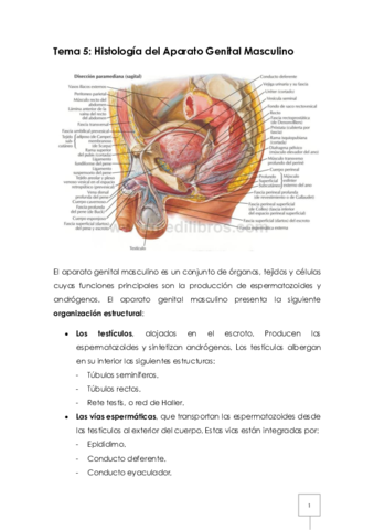 Tema 5 - Histología del Aparato Genital Masculino.pdf