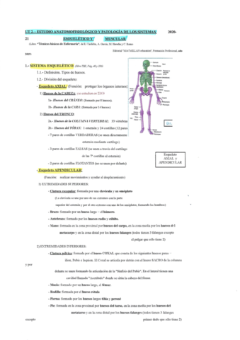 T2-sistema-esqueletico-y-muscular-.pdf