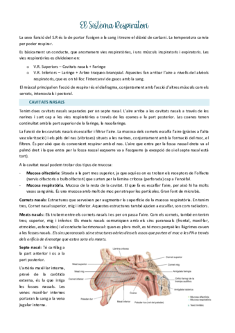 4. Sistema Respiratori