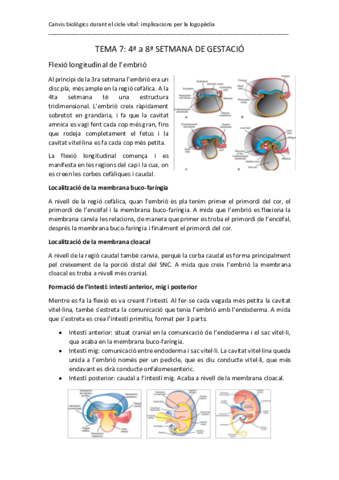 7-4ta-a-8a-setmana-de-gestacio.pdf