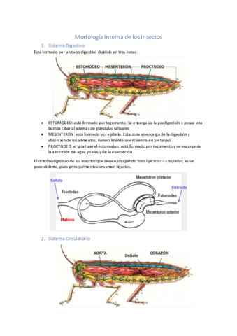 Morfologia-Interna-de-los-Insectos.pdf