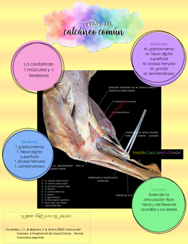 TENDON-DEL-CALCANEO-COMUN.pdf