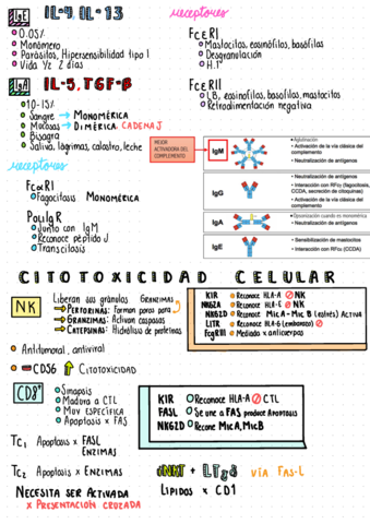 ANTICUERPOS-Y-CITOTOXICIDAD-.pdf