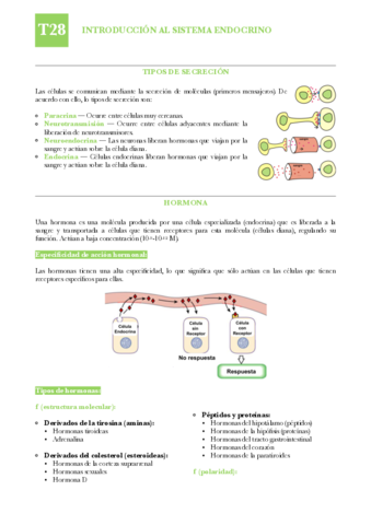 FISIO-T28-Introduccion-al-sistema-endocrino.pdf