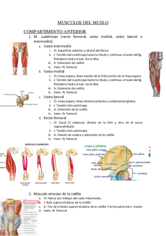 MUSCULOS-DEL-MUSLO.pdf