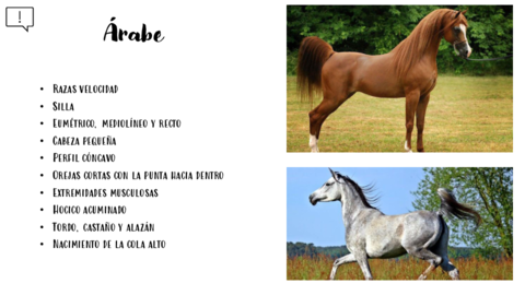 Resumen-razas-de-caballos.pdf