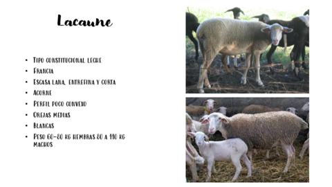 Resumen-razas-de-ovejas.pdf