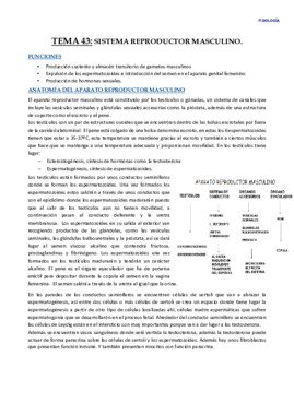TEMA 43. AP. REPRODUCTOR MASCULINO.pdf