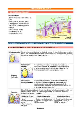 Resumen-T2-Fisio.pdf