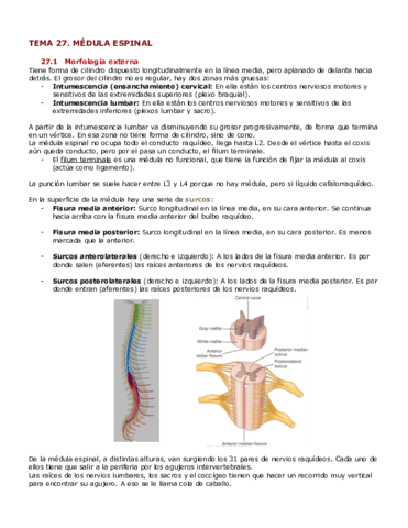 TEMA-27-ANATOMIA-La-medula-espinal.pdf
