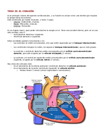 TEMA-29-ANATOMIA-El-corazon.pdf