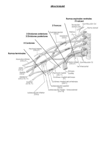 plexo-braquial.pdf