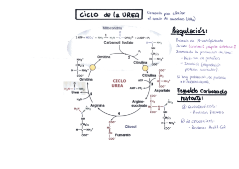 AAmpudia-Ciclo-de-la-Urea.pdf
