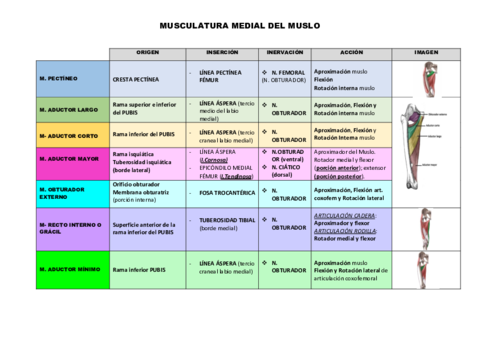 MUSCULATURA-MEDIAL-DEL-MUSLO.pdf