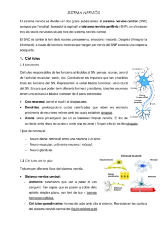 SISTEMA-NERVIOS.pdf