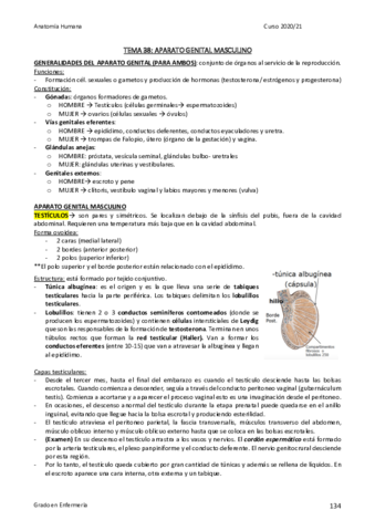 TEMA-38-39APARATOS-GENITALES-MASC-Y-FEM.pdf