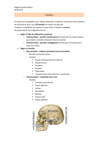 Craneo.pdf