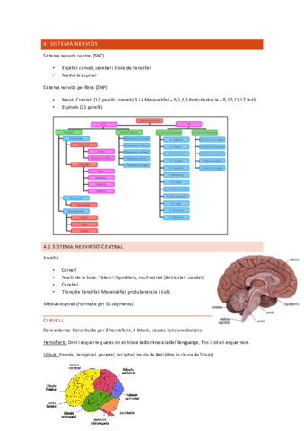 Anatomia-Neuro-II.pdf