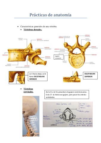 Practicas-de-anatomia.pdf