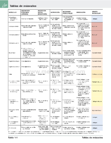 Listas-de-musculos-Netter-1.pdf