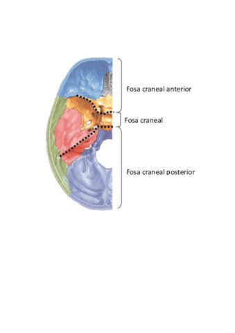 NORMA-ENDOCRANEAL.pdf