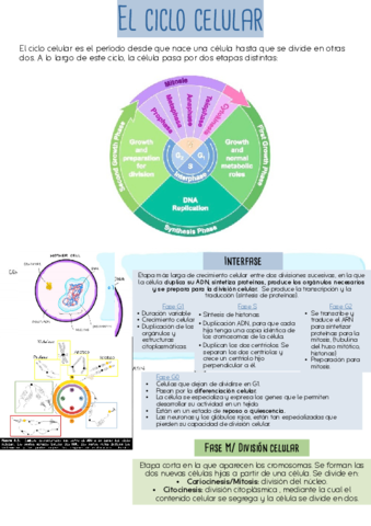 Ciclo-celular.pdf