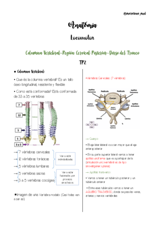 TP2-Columna-vertebral-Dorso-y-Nuca.pdf