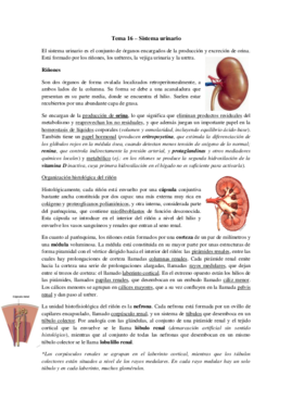 Tema 16 - Sistema urinario.pdf