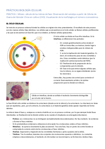 PRACTICAS-BIOLOGIA-CELULAR-COMPLETO.pdf