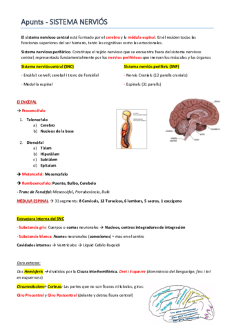Apunts-123-del-sistema-Nervios.pdf