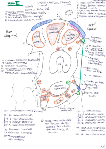 ANATOMIA-DEL-MMII.pdf