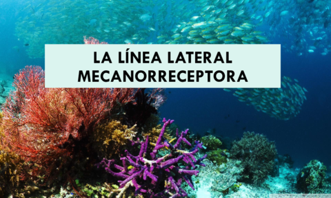 La-linea-lateral-mecanorreceptora.pdf