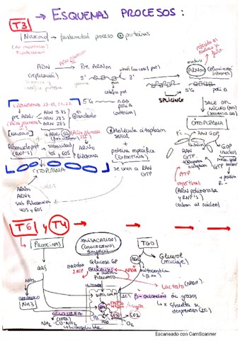 Esquema-procesos-biologicos-y-metabolicos.pdf