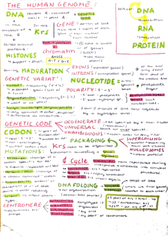 BIOLOGY-the-human-genome.pdf