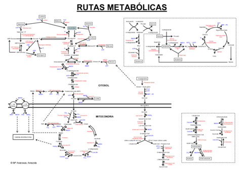 Esquema-rutas-metabolicas.pdf