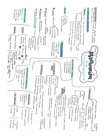 Mapa-conceptual-Tema-2-Observacion-a-los-microorganismos.pdf