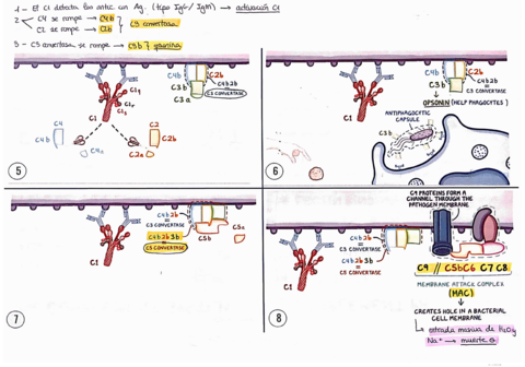 Tema-8-Proteinas-del-complemento.pdf