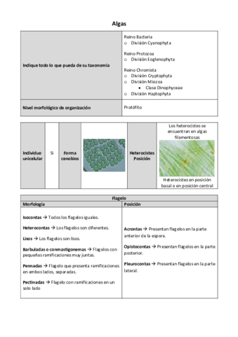 Ficha-Algas-.pdf