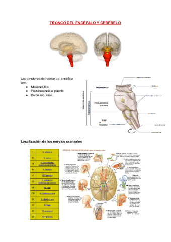 tronco-del-encefalo-y-cerebelo.pdf