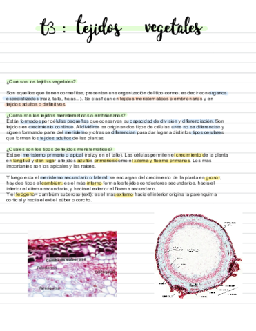 Tejidos-vegetales-y-perpetuacion-.pdf