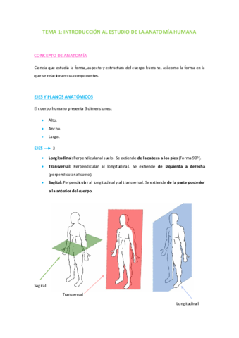 Tema 10 Anatomia Humana Pdf
