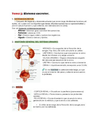 Tema-5-Sistema-Excretor.pdf