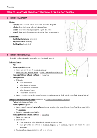 TEMA-39-Anatomia-regional-y-seccional-de-la-nalga-y-cadera.pdf