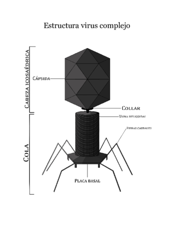 EstructuraVirusComplejo.pdf