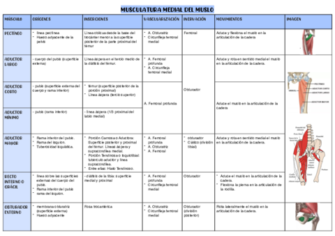 Musculatura-medial-y-posterior-del-muslo.pdf