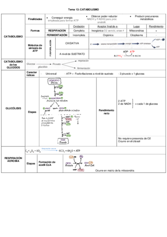 Esquema-tema-13-CATABOLISMO.pdf