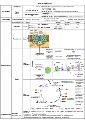Esquema-tema-14-ANABOLISMO.pdf